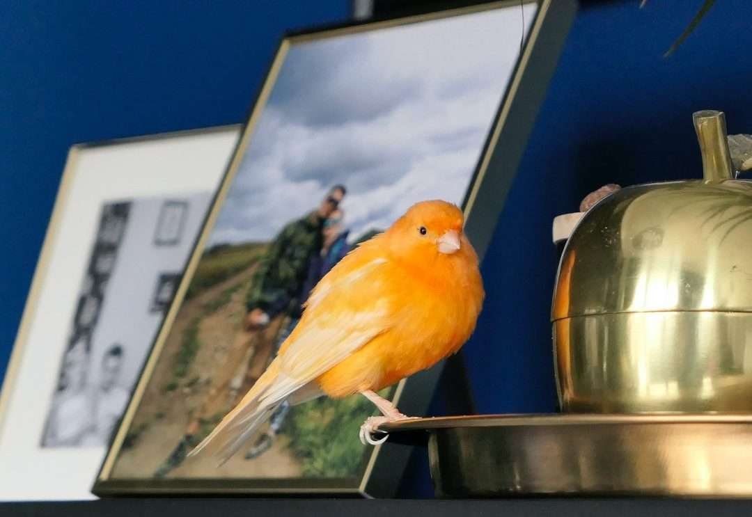 Consejos para el Cuidado Adecuado del Canario en Casa