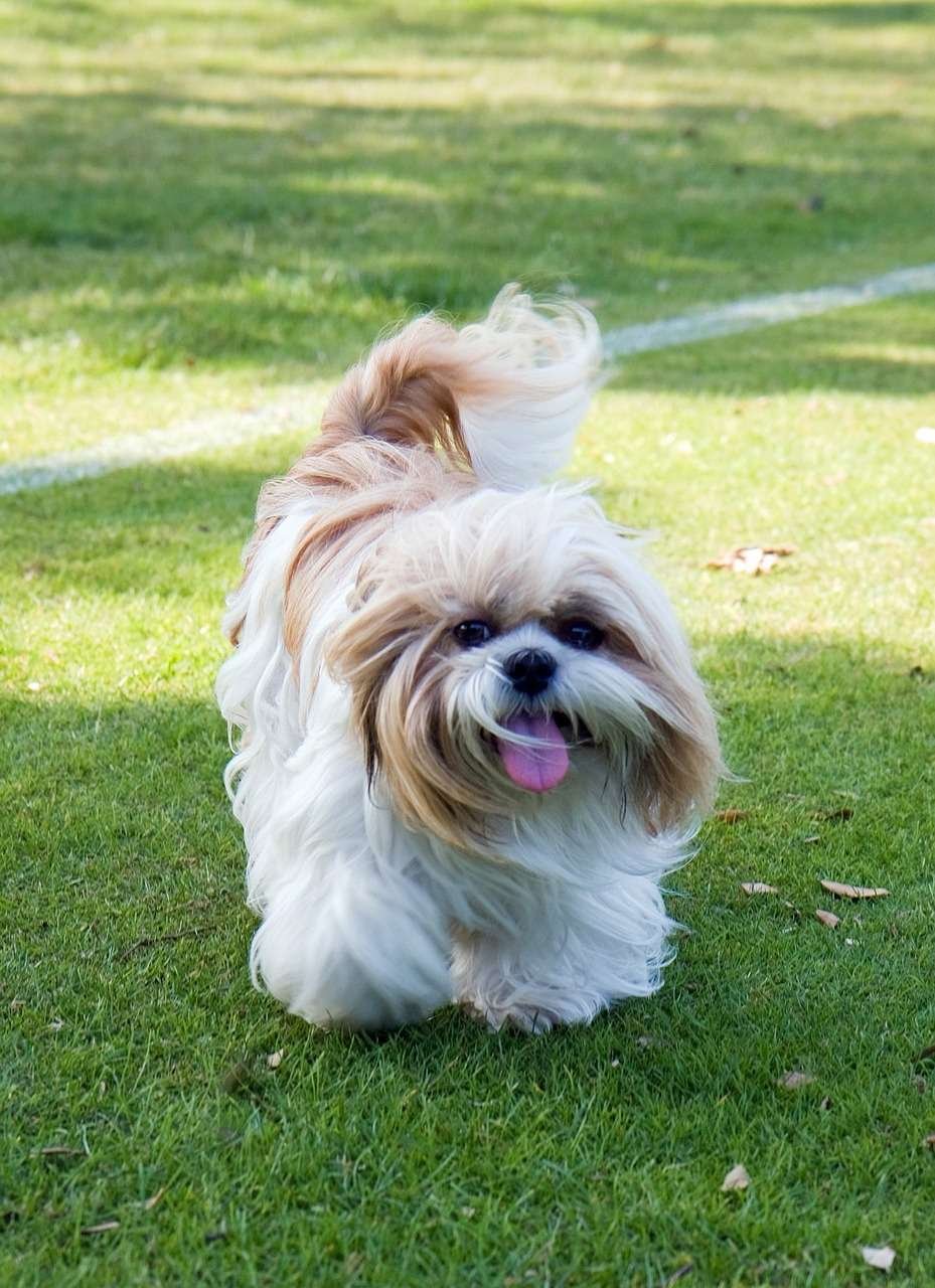10 Razas de Perros Pequeños con Imágenes: Pequeñas Maravillas Peludas