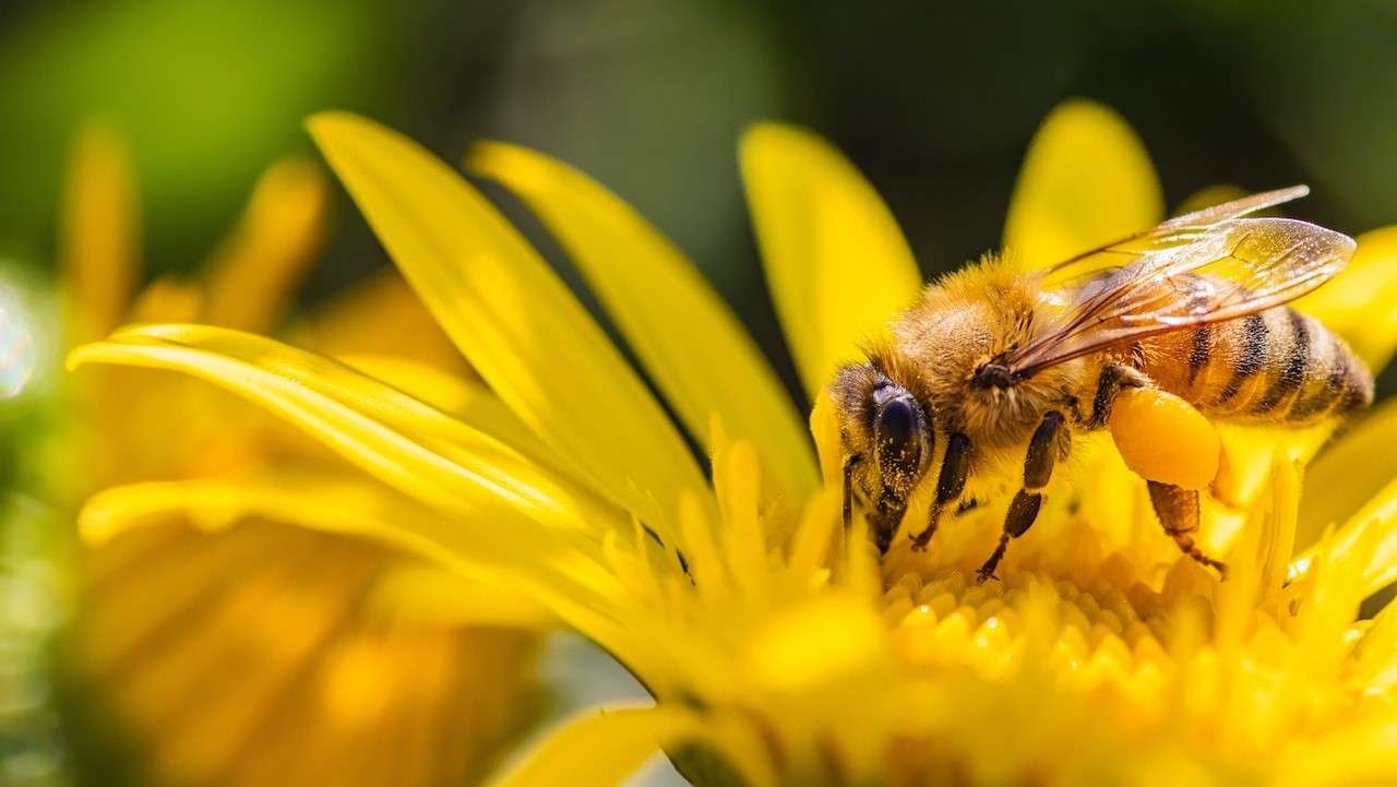 Qué hacer si tu perro es picado por una abeja