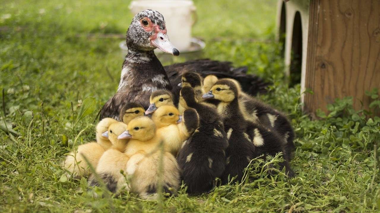 Descubriendo Qué Comen los Patos: Consejos Útiles