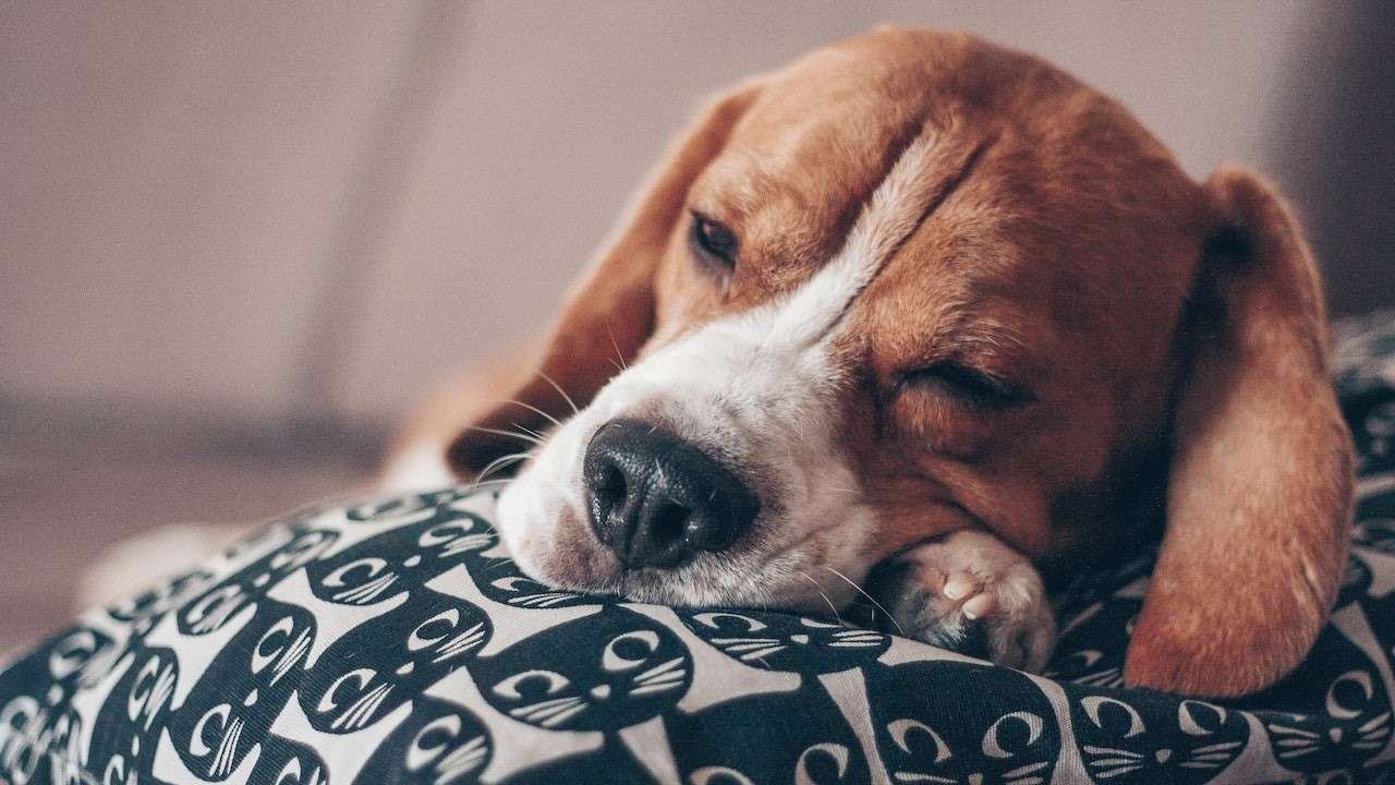 Qué hacer si tu perro es picado por una abeja