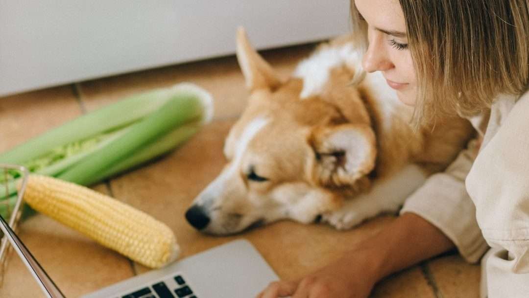 Maíz y Elote para Perros: ¿Son Alimentos Seguros?