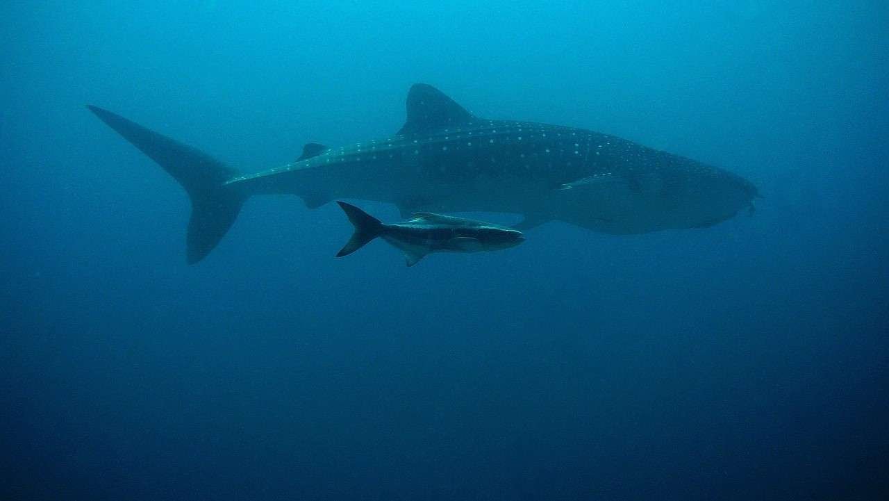 Dónde Viven los Tiburones y Qué Comen