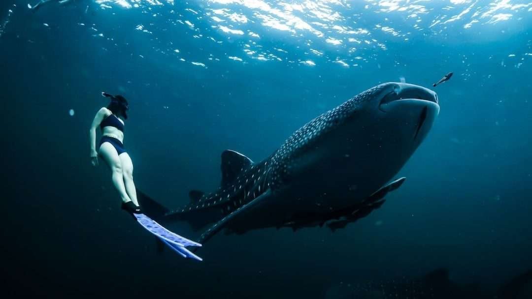 Dónde Viven los Tiburones y Qué Comen